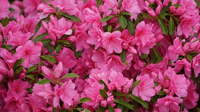 Rozkvetlé rododendrony ozdobí vaši zahradu. Víte, jak je správně pěstovat?